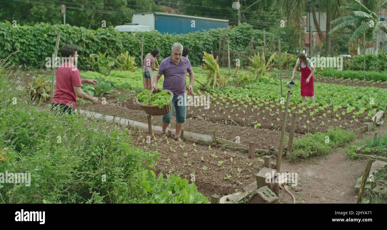 Group of community farmers cultivating food at urban small agriculture ...