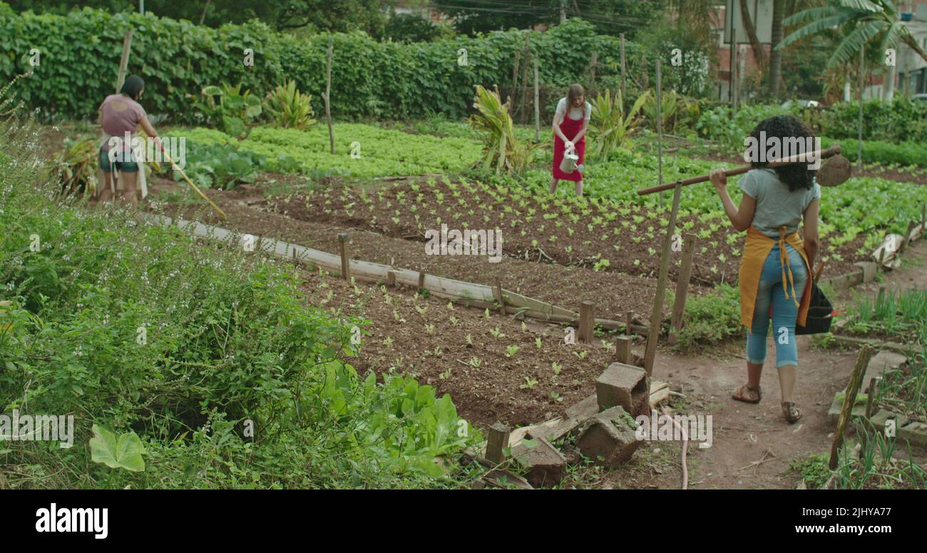 Group of community farmers cultivating food at urban small agriculture ...