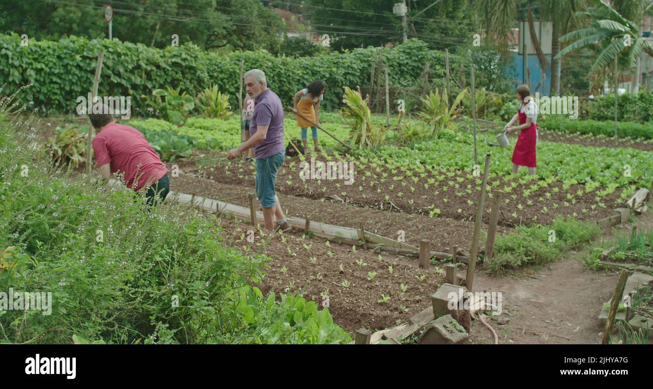 Group of community farmers cultivating food at urban small agriculture ...