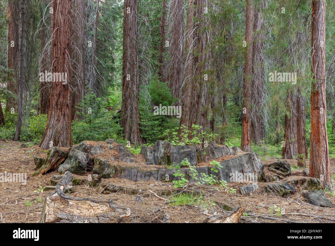 Centennial Stump, General Grant Grove, Kings Canyon National Park ...
