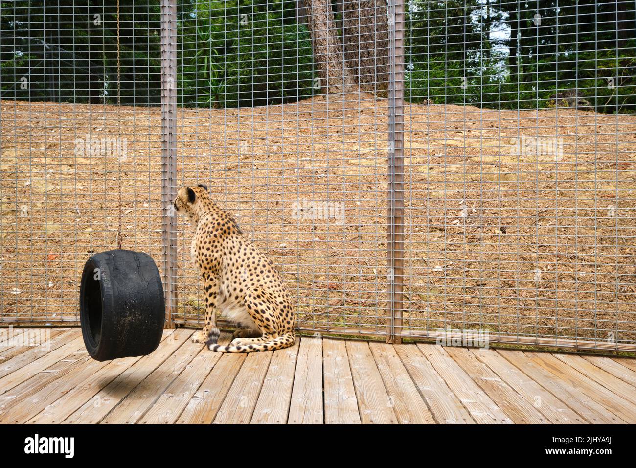 A cheetah in its cage, with a small tire swing. At Wild Cat Adventure ...