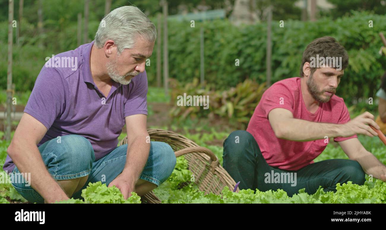 Father and adult son cultivating food at small organic farm. People ...