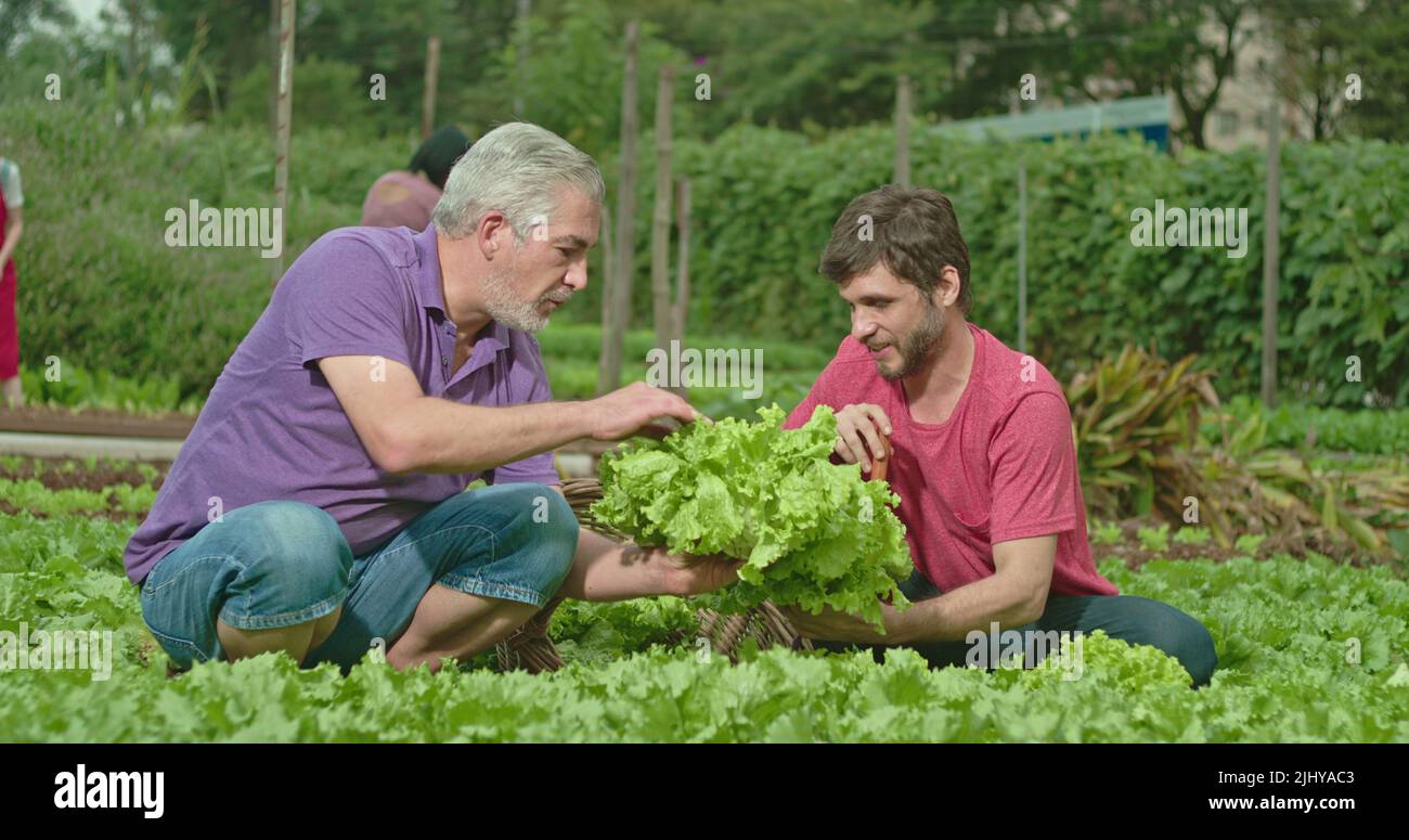 Father and adult son cultivating food at small organic farm. People ...