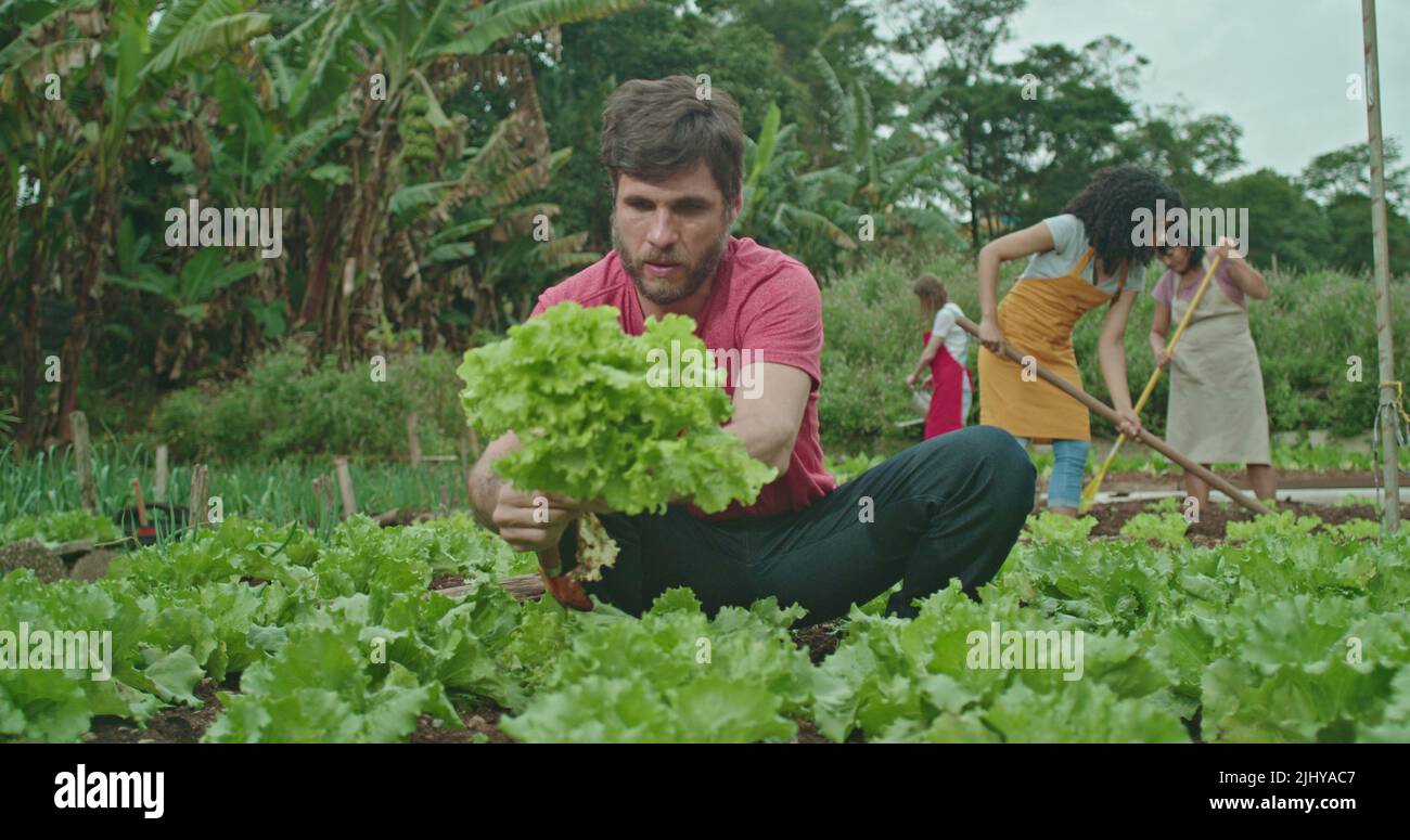 Young urban farmer cutting lettuce growing organic food. Group of ...