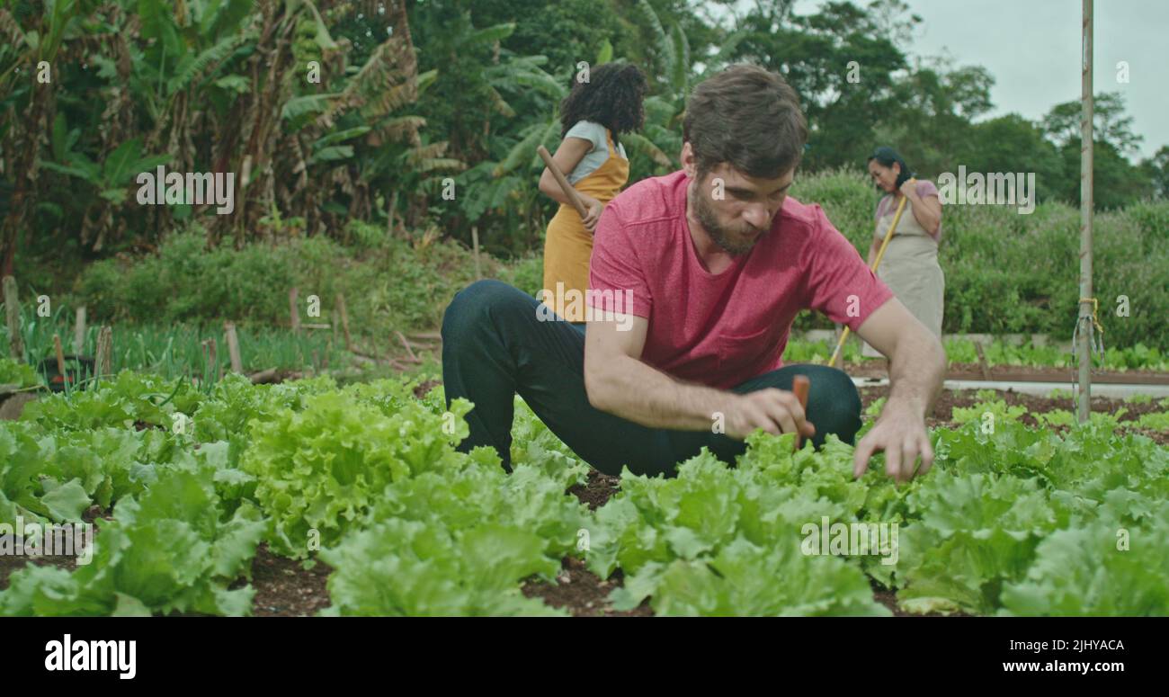 Community urban farmers growing food at small organic city farm. Local ...