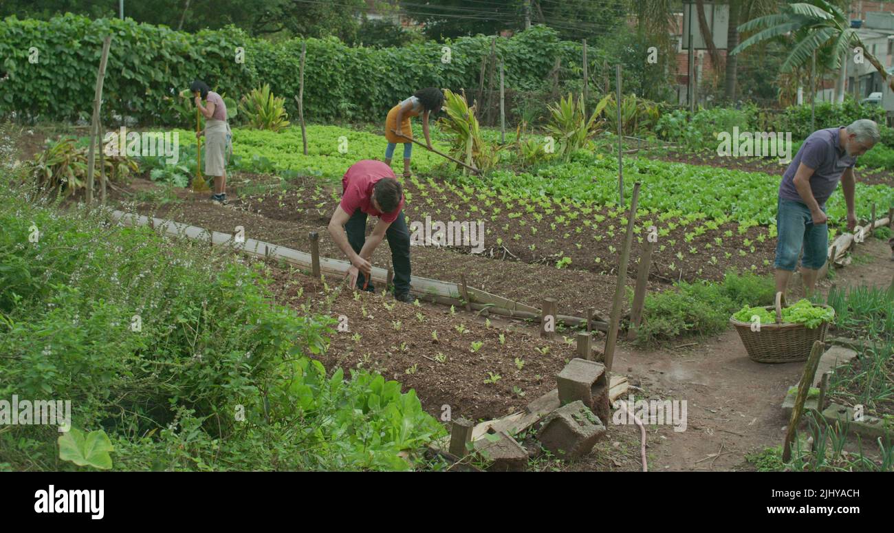 Group of community farmers cultivating food at urban small agriculture ...