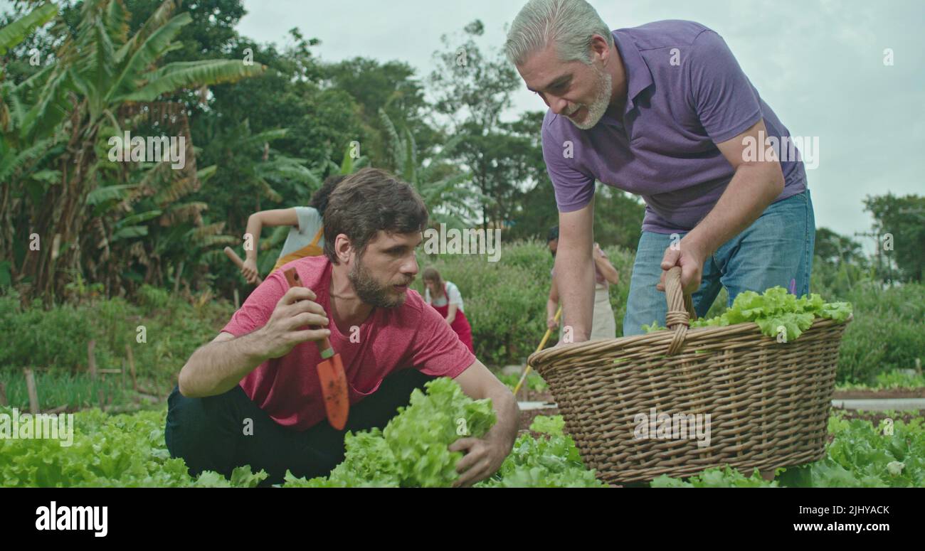 Father and adult son growing food at local organic farm. Young man ...