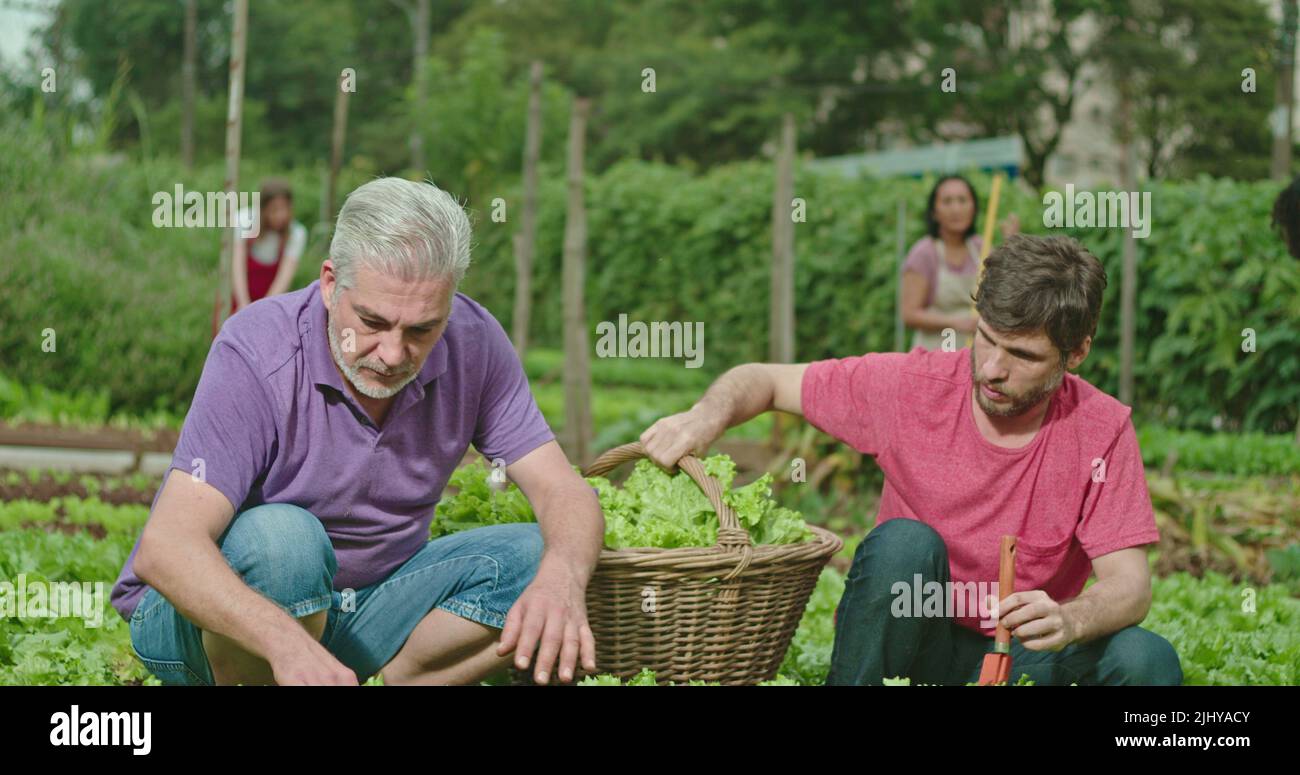 Father and adult son cultivating food at small organic farm. People ...