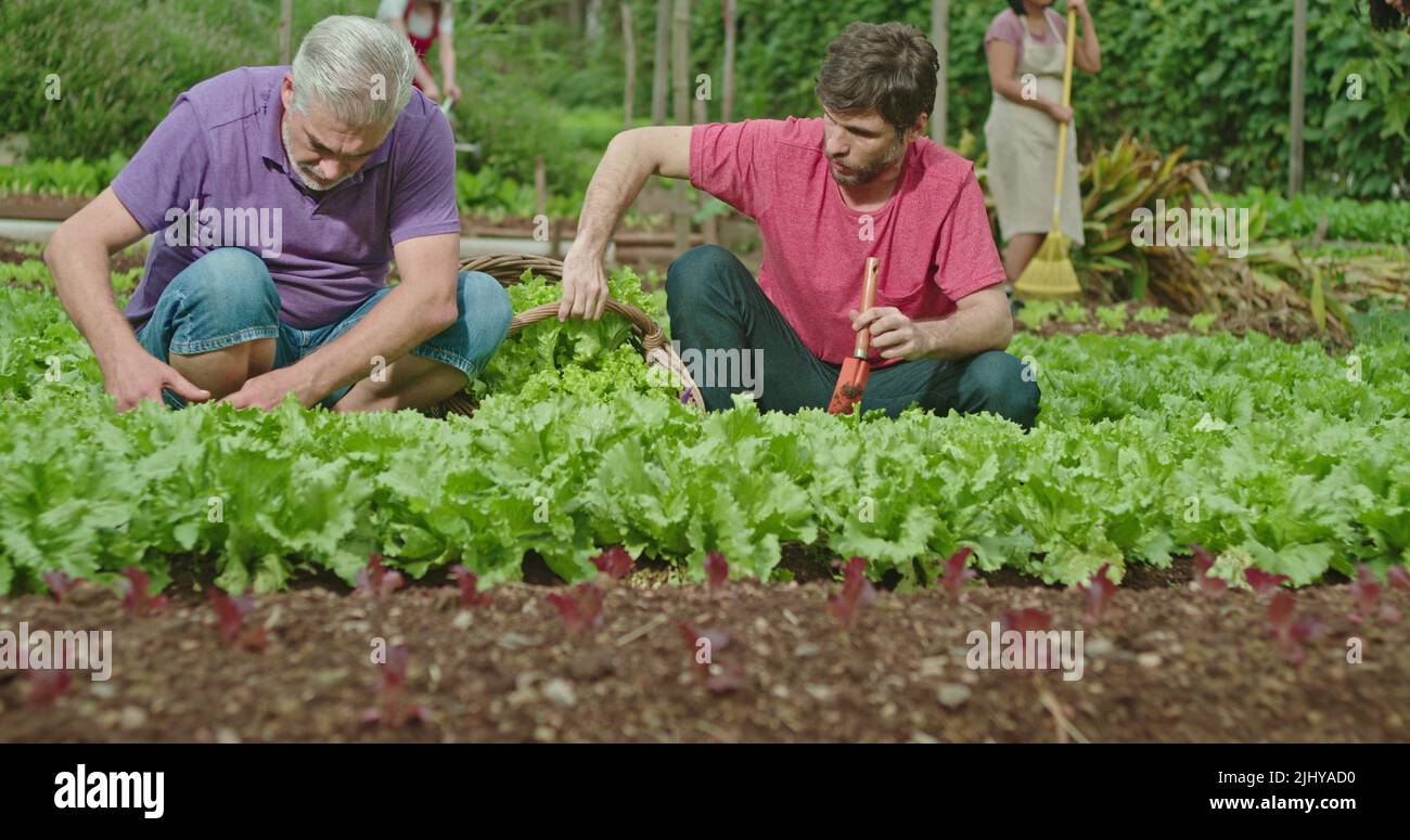 Father and adult son cultivating food at small organic farm. People ...