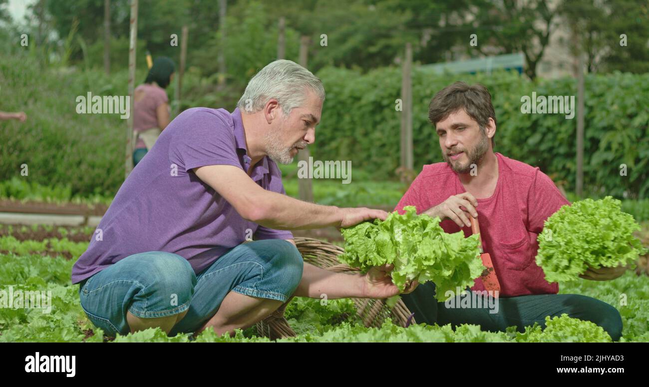 Father and adult son cultivating food at small organic farm. People ...