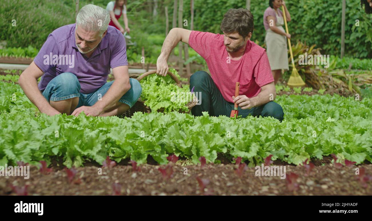 Father and adult son cultivating food at small organic farm. People ...