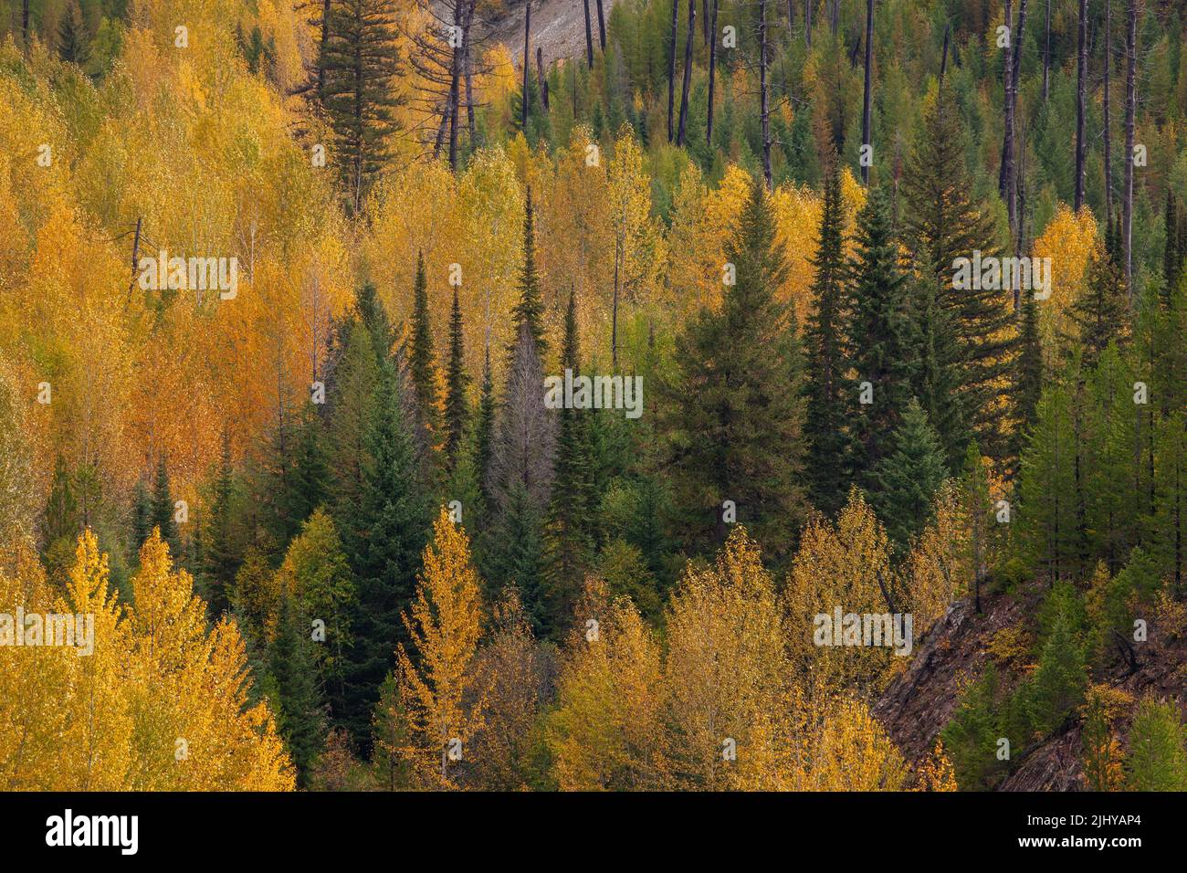 Quaking aspen (populus tremuloides) in the fall, Glacier National Park ...