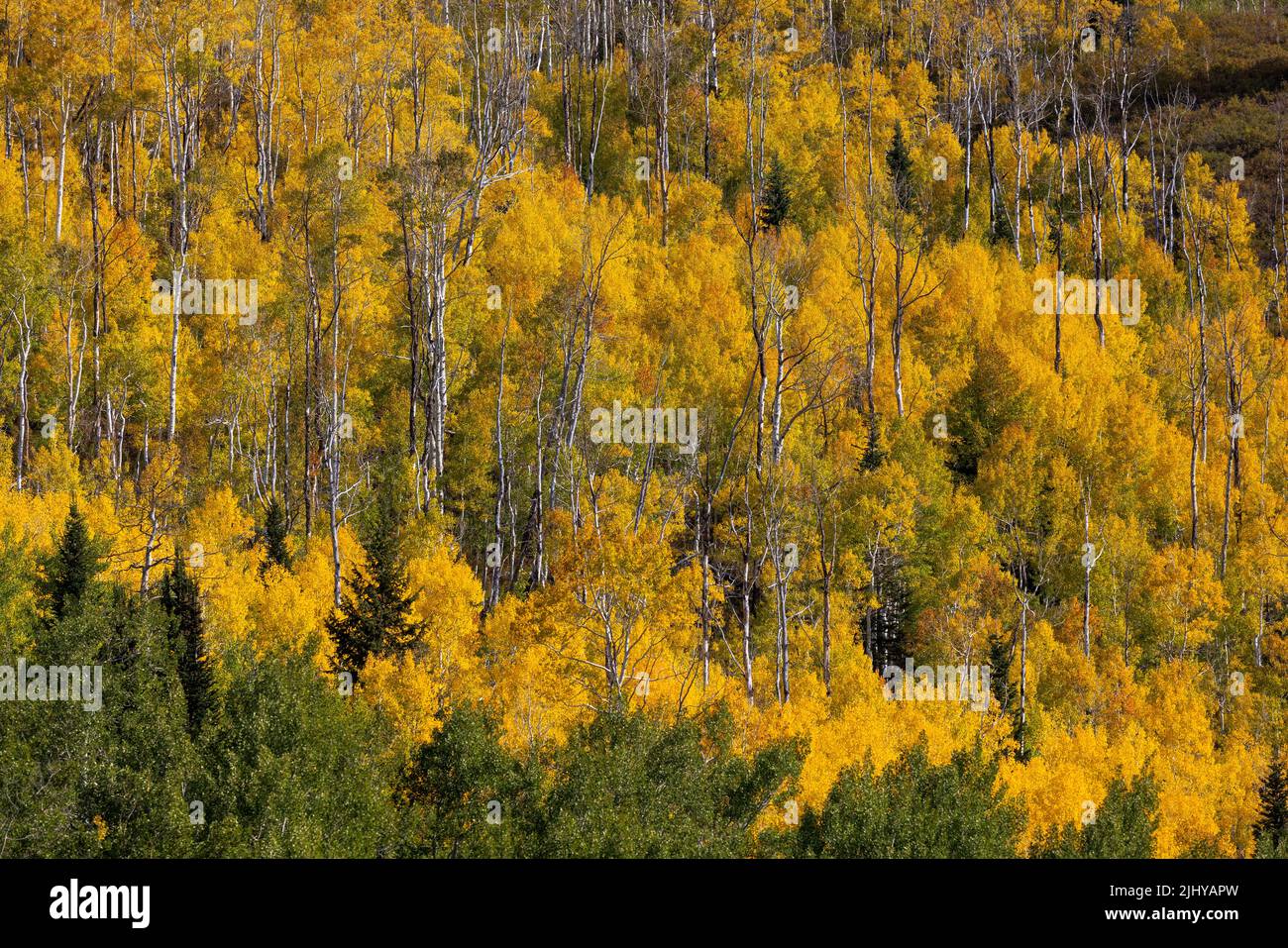Quaking aspen changing color in autumn, Big Cottonwood Canyon, Wasatch ...