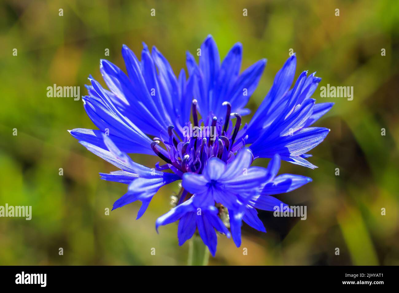 Blue flower on a blurry background in Poland Stock Photo - Alamy