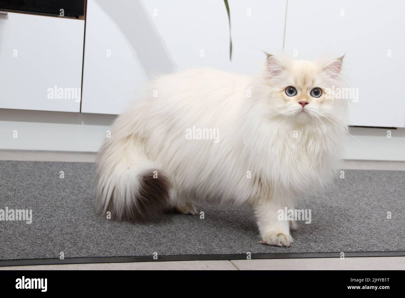 British longhair kitten of silver color on black background. Cute ...