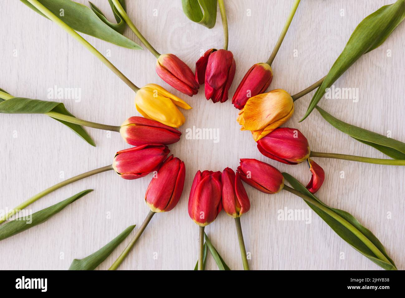 Tulips frame top view. Celebration background Stock Photo - Alamy