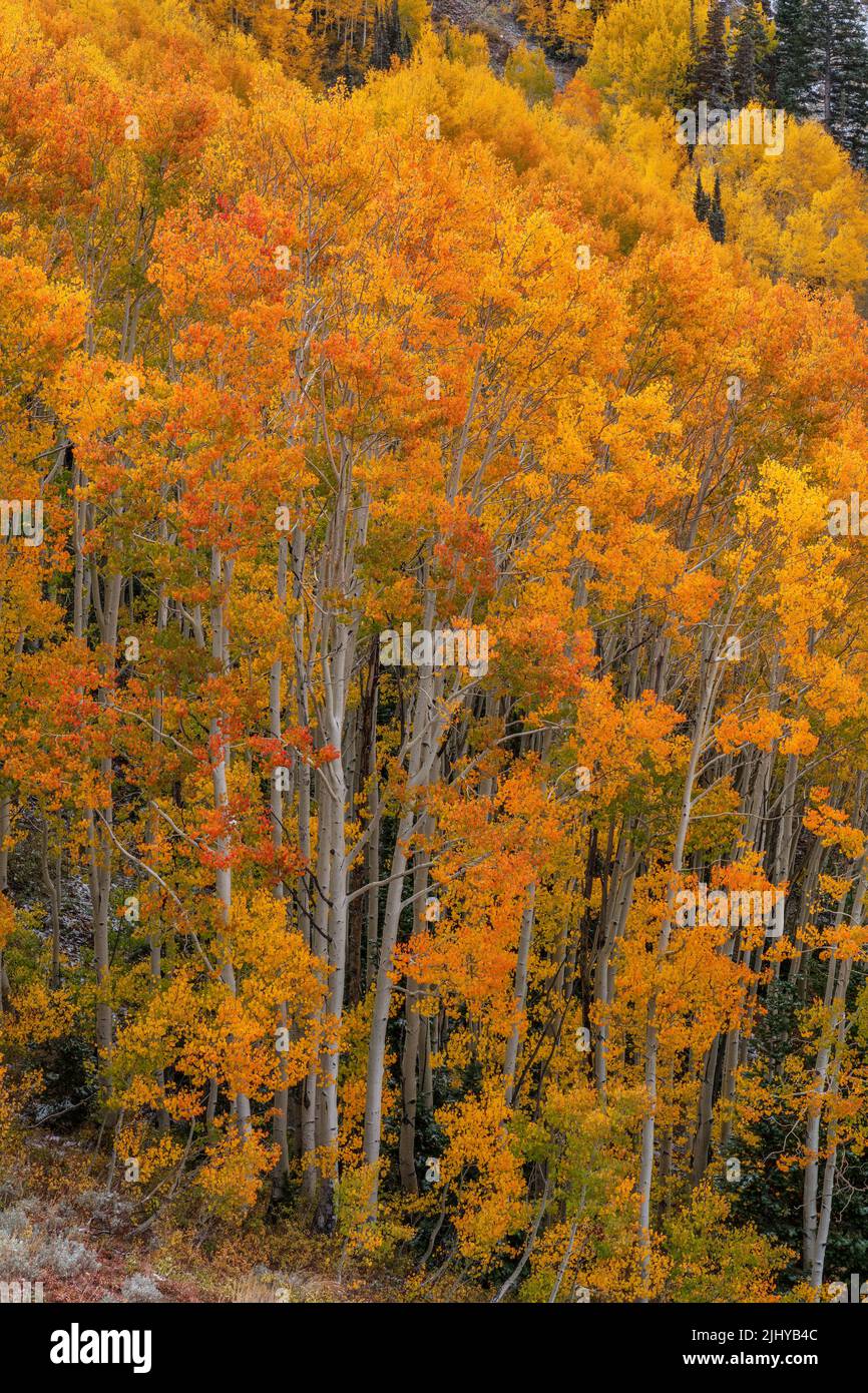 Stand of quaking aspen in autumn, Big Cottonwood Canyon, Wasatch ...