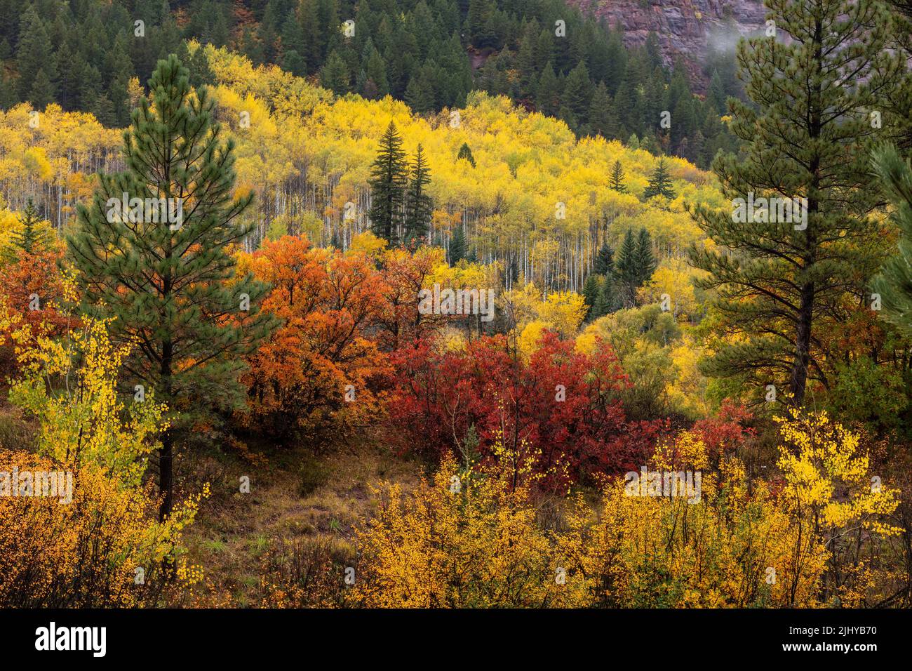 Colorful autumn foliage, White River National Forest, Redstone ...