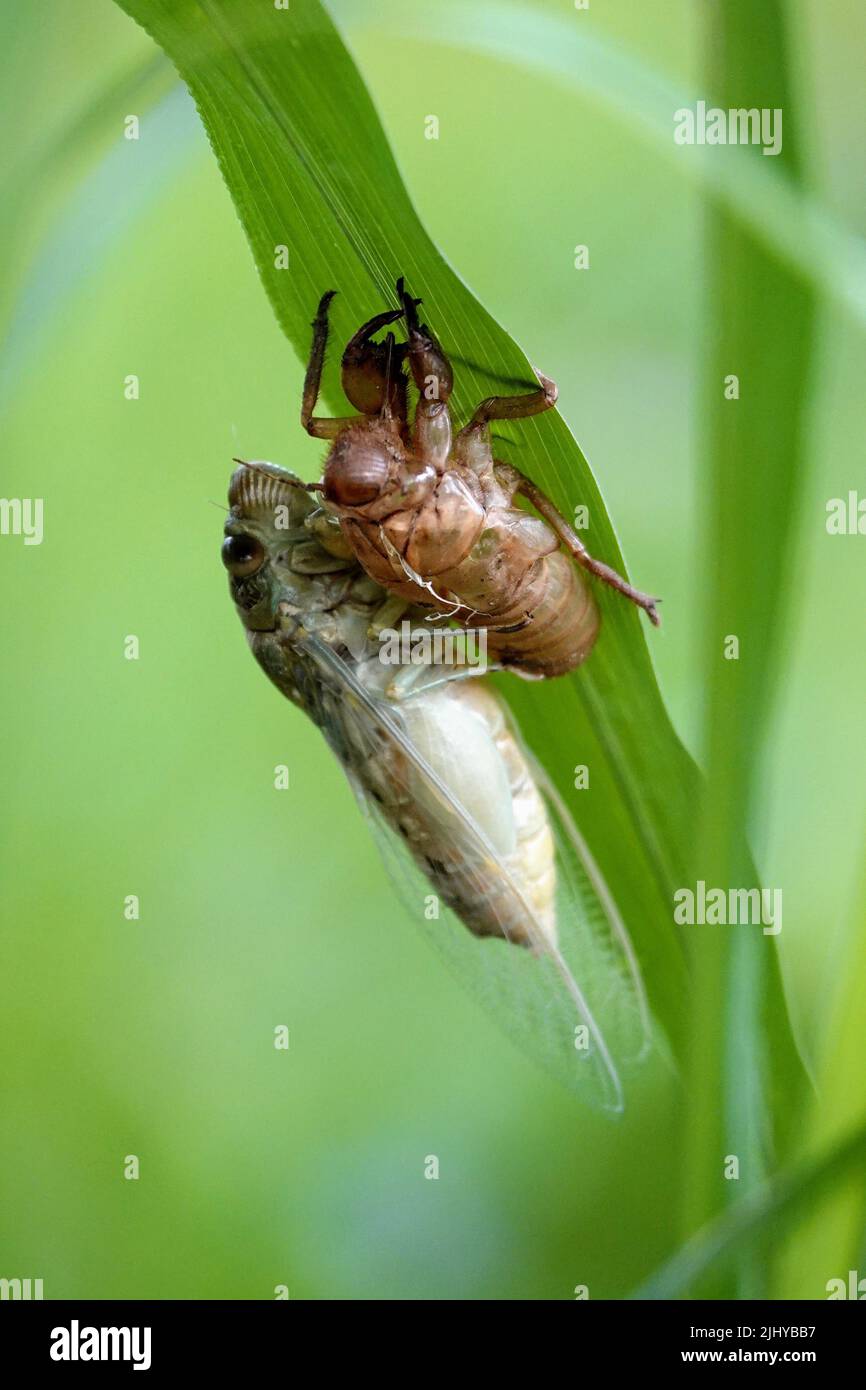 Small cicadas hi-res stock photography and images - Alamy