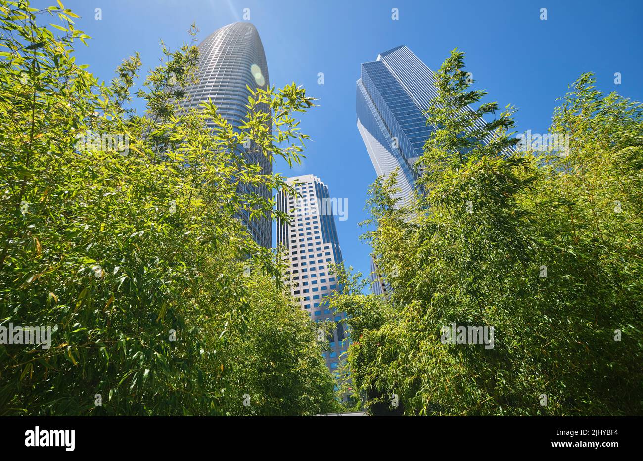 A stunning grove of green Asian bamboo with skyscraper towers in the ...