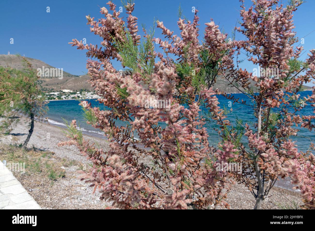 Tamarisk tree in flower, Livadia, Tilos. , Summer 2022. Tamarix Stock ...