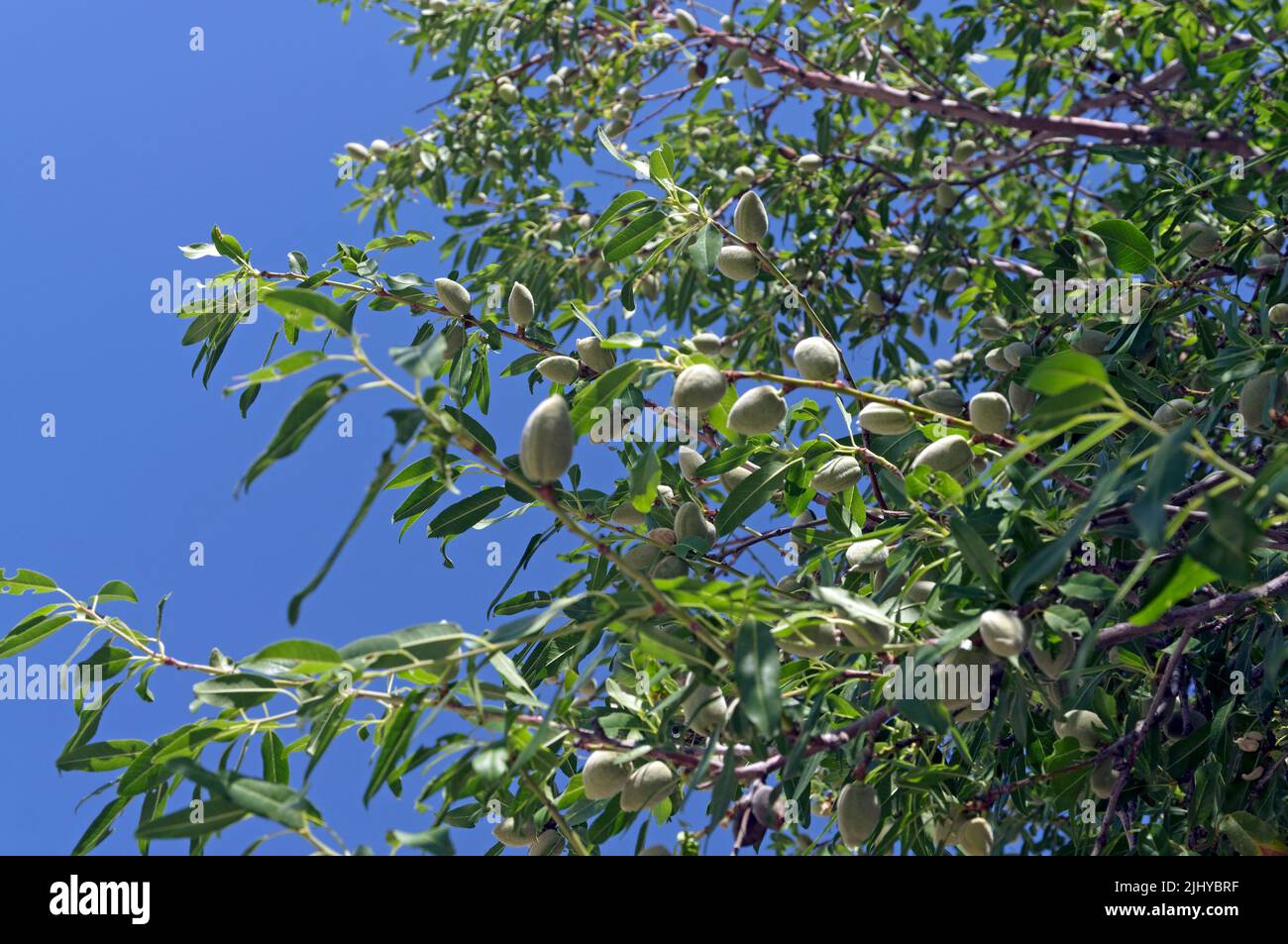 Almonds with fuzzy outer coating growing on the tree against a blue sky ...