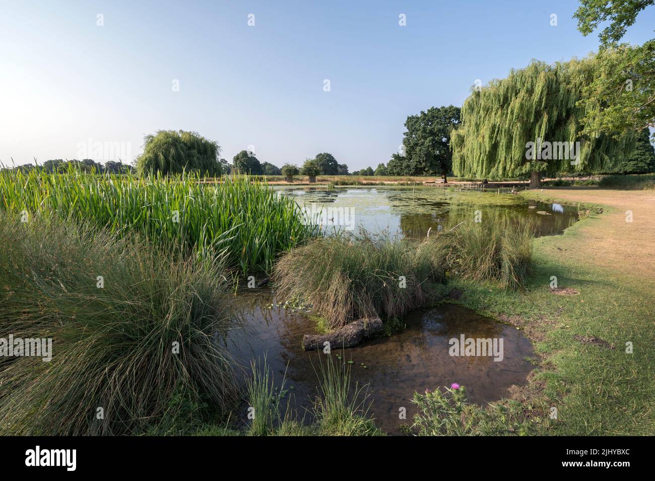 Reeds cattails on river hi-res stock photography and images - Alamy