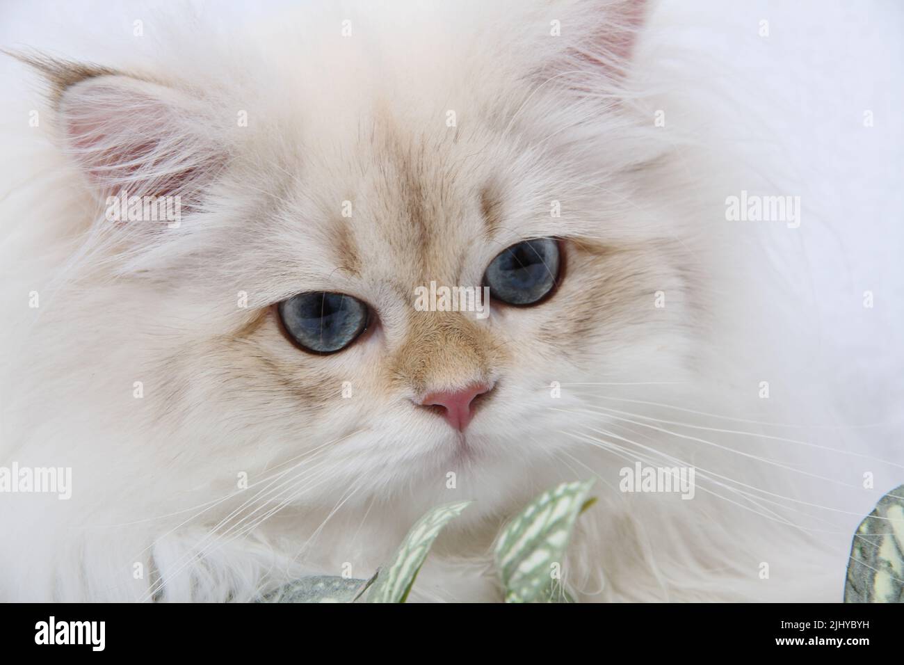British longhair kitten of silver color on black background. Cute ...