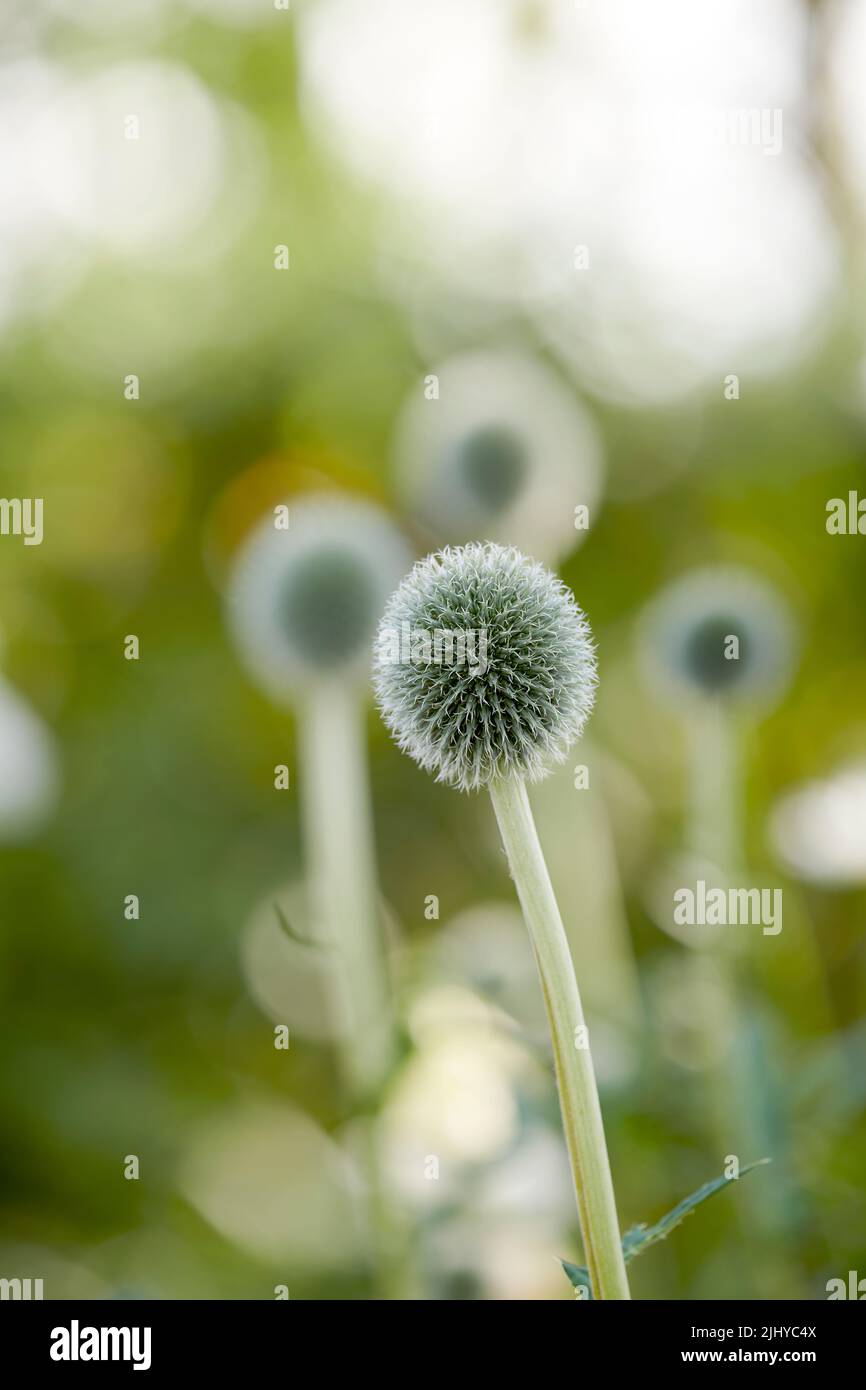 Wild globe thistle or echinops exaltatus flowers growing in a botanical ...