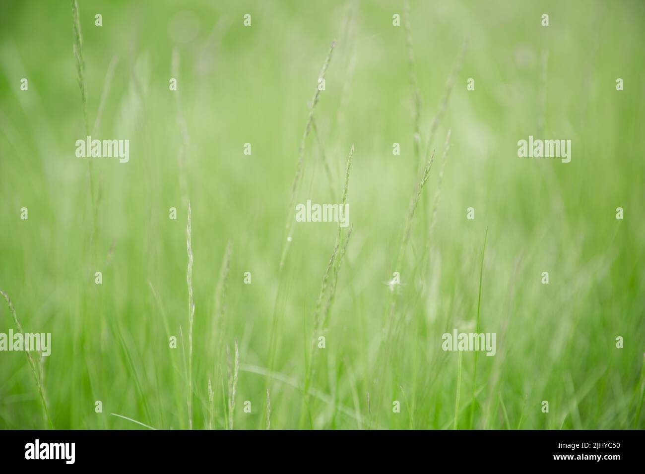 Green grass texture as background. Perspective view and selective focus ...