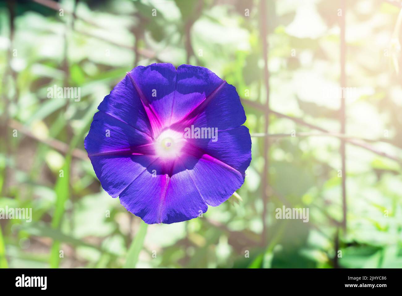 Convolvulus blue flowers convolvulus hi-res stock photography and ...