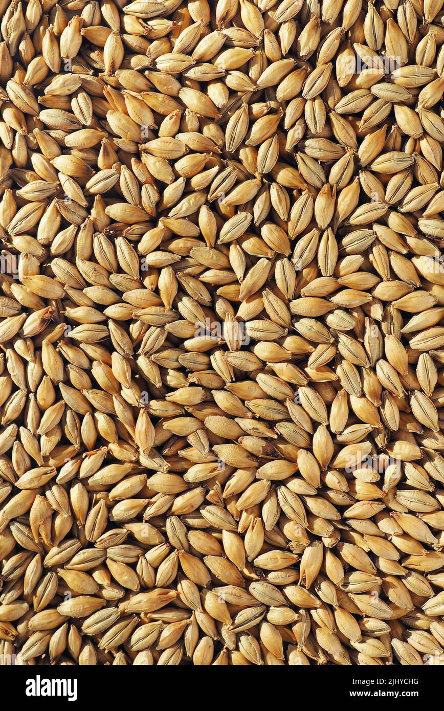 Barley, malt, rice grains texture for background. Organic natural food ...