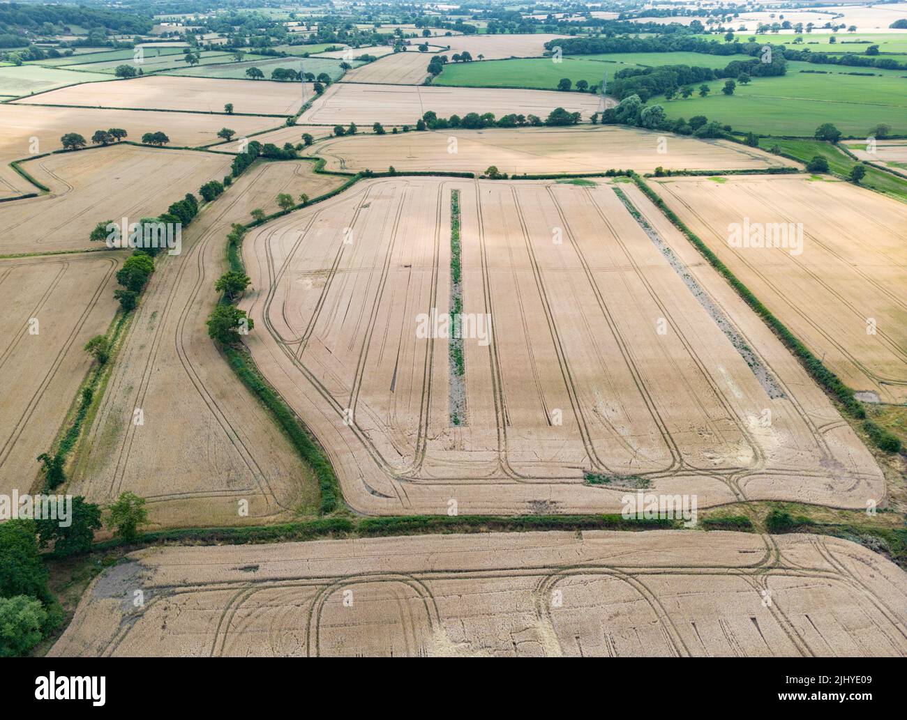 Aerial view of dry fields of Wheat crop ready for harvest in fields ...