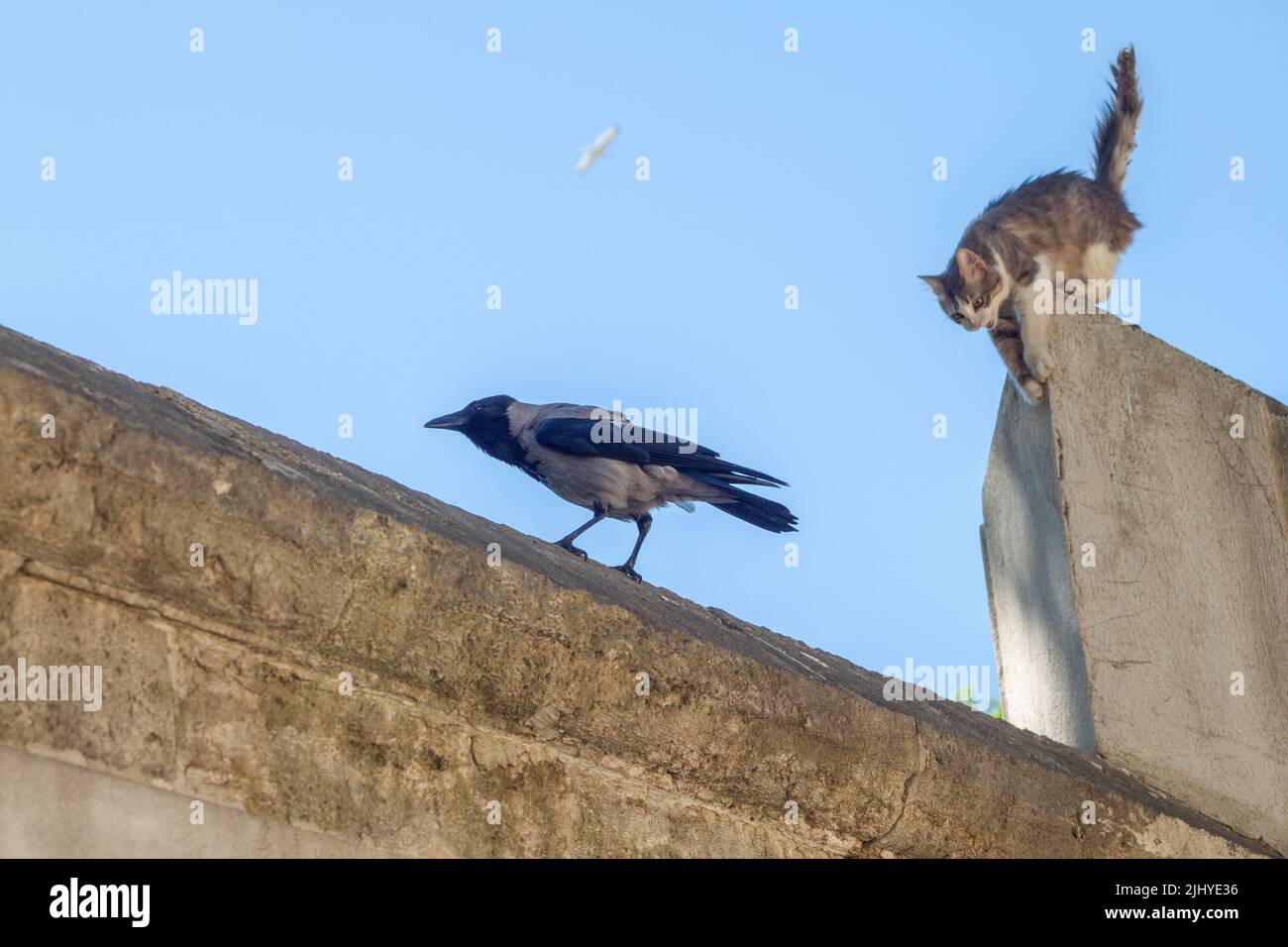 Crow and cat hi-res stock photography and images - Alamy