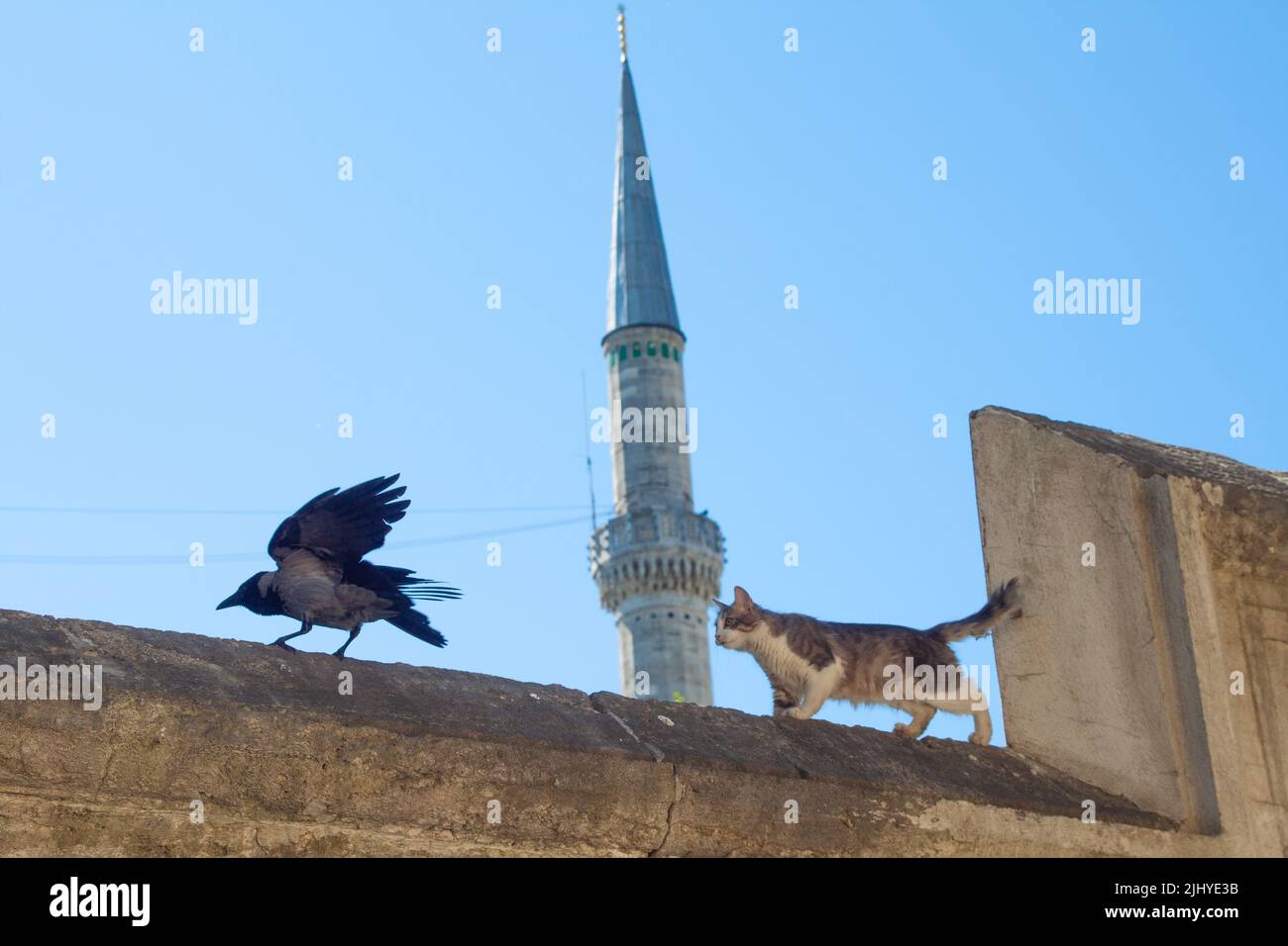 Cat and crow hi-res stock photography and images - Alamy