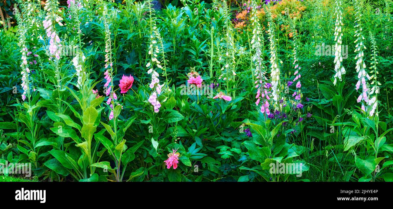 Pink, white and purple common foxgloves growing and flowering in a lush ...