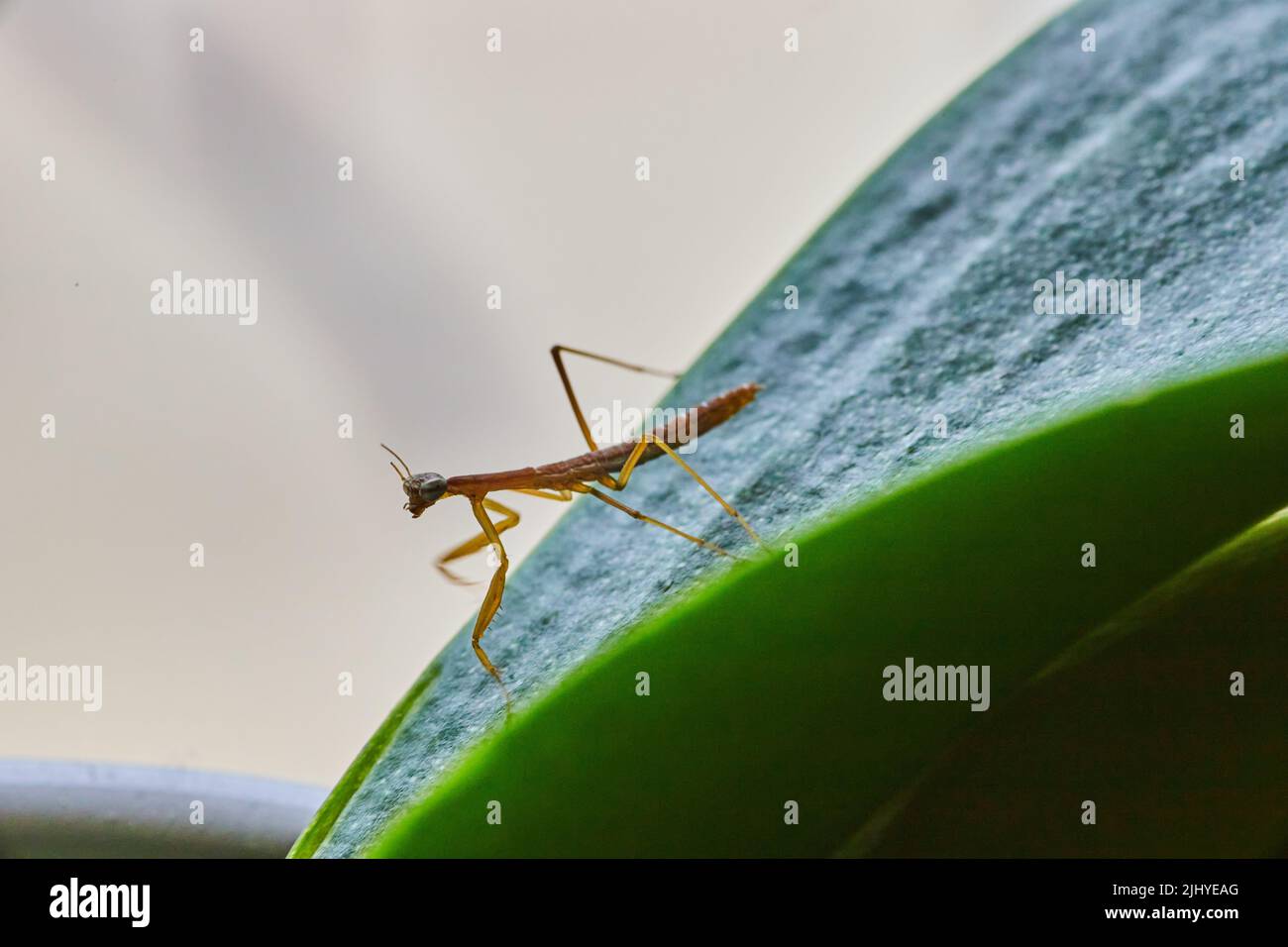 Baby grasshopper hi-res stock photography and images - Alamy