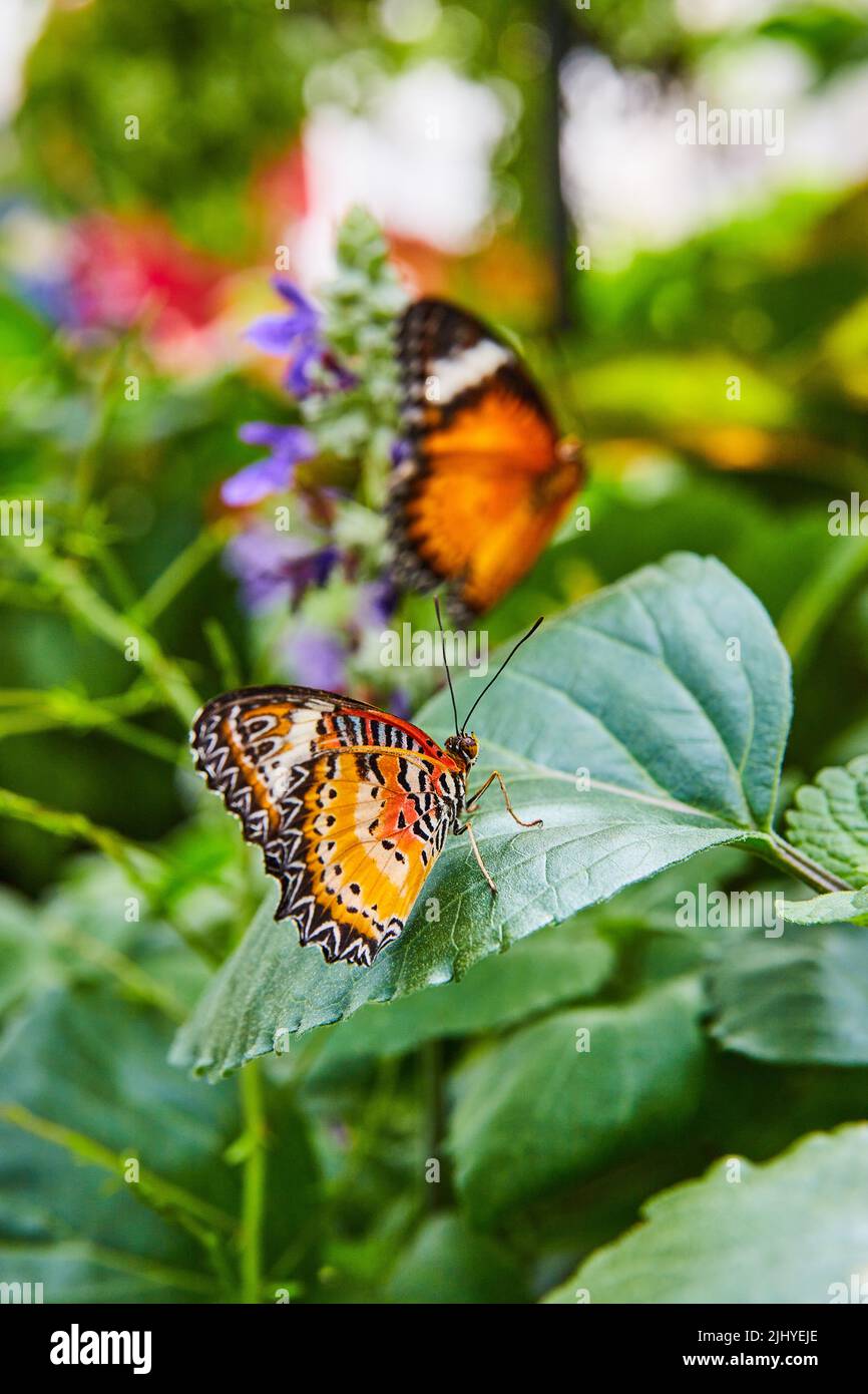 Yellow and orange color butterflies hi-res stock photography and images ...