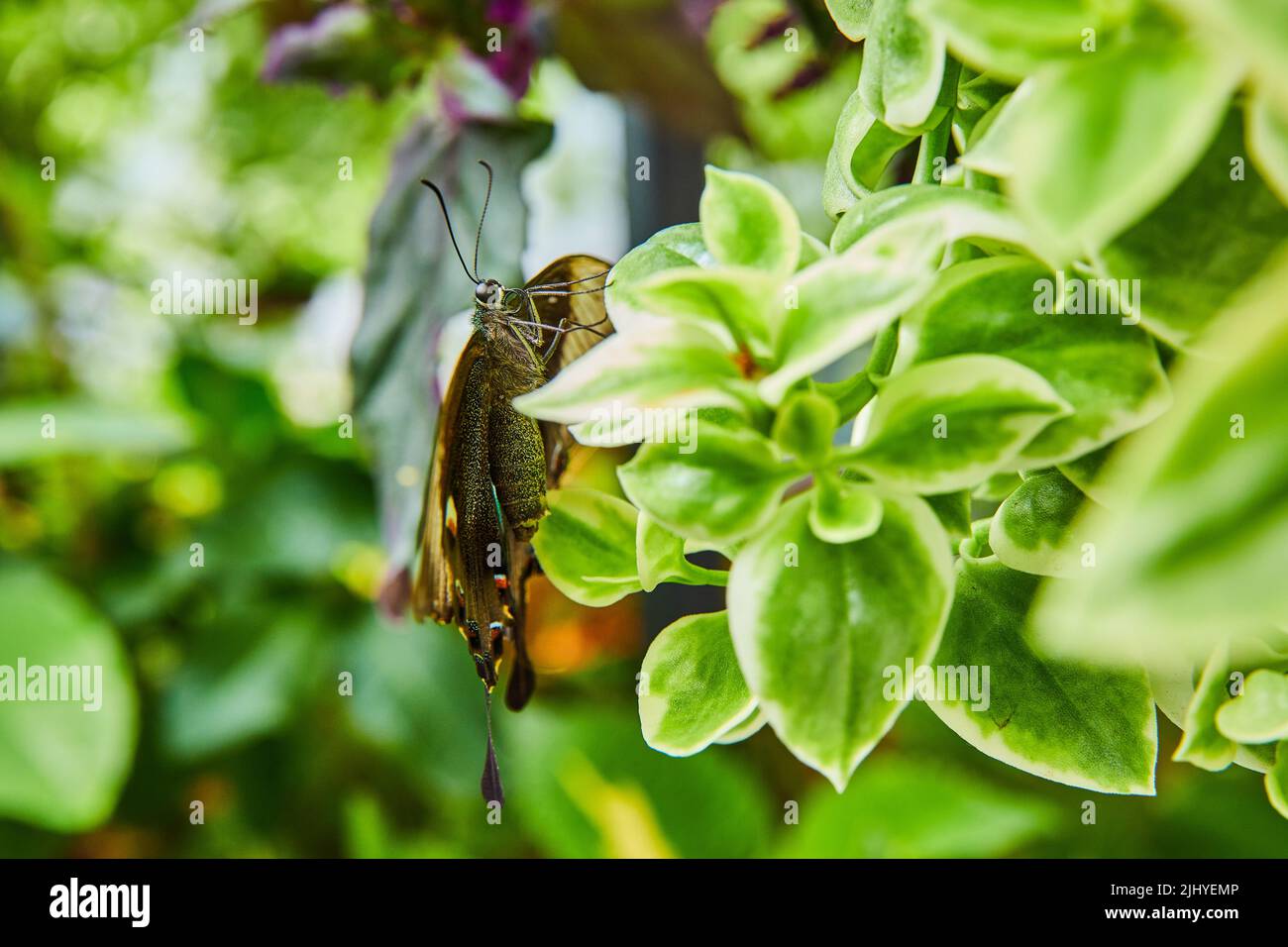 Stunning side profile of beautiful butterfly on plants Stock Photo - Alamy