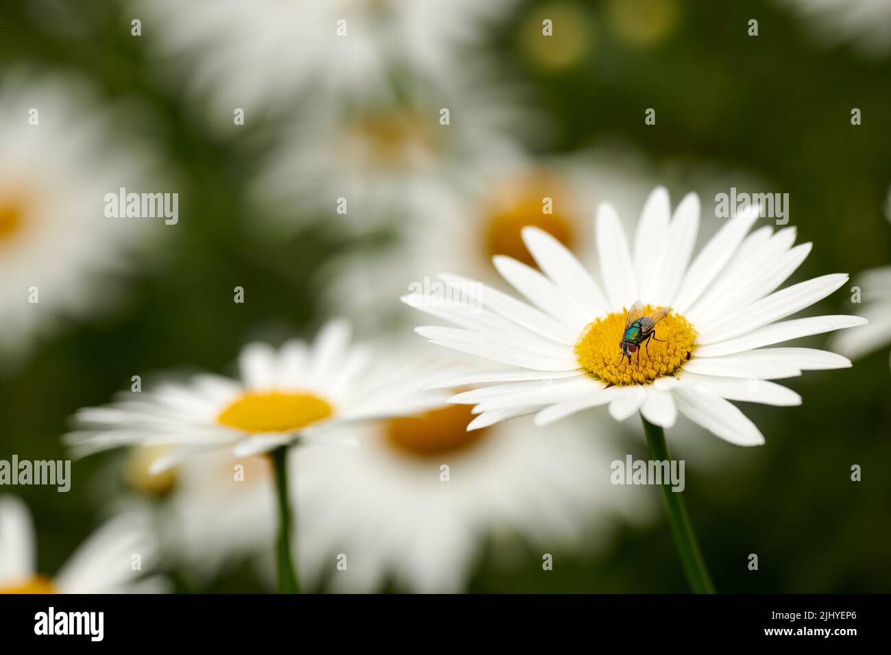 Common green bottle fly pollinating a white daisy flower. Closeup of ...