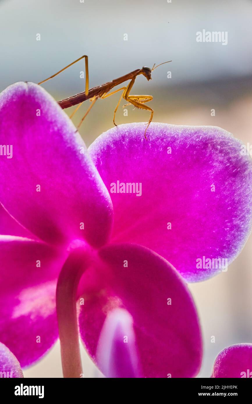 Mantis floral hi-res stock photography and images - Alamy