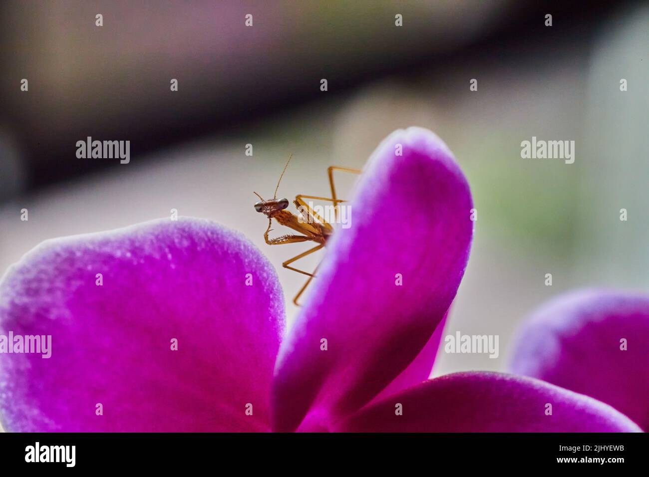 Baby insect hi-res stock photography and images - Alamy