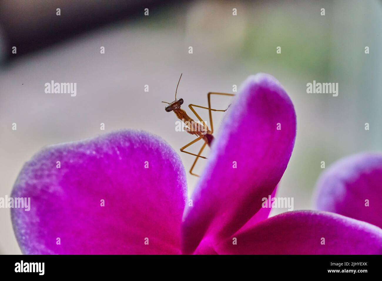 Pray mantis baby as small as pink orchid flower Stock Photo - Alamy