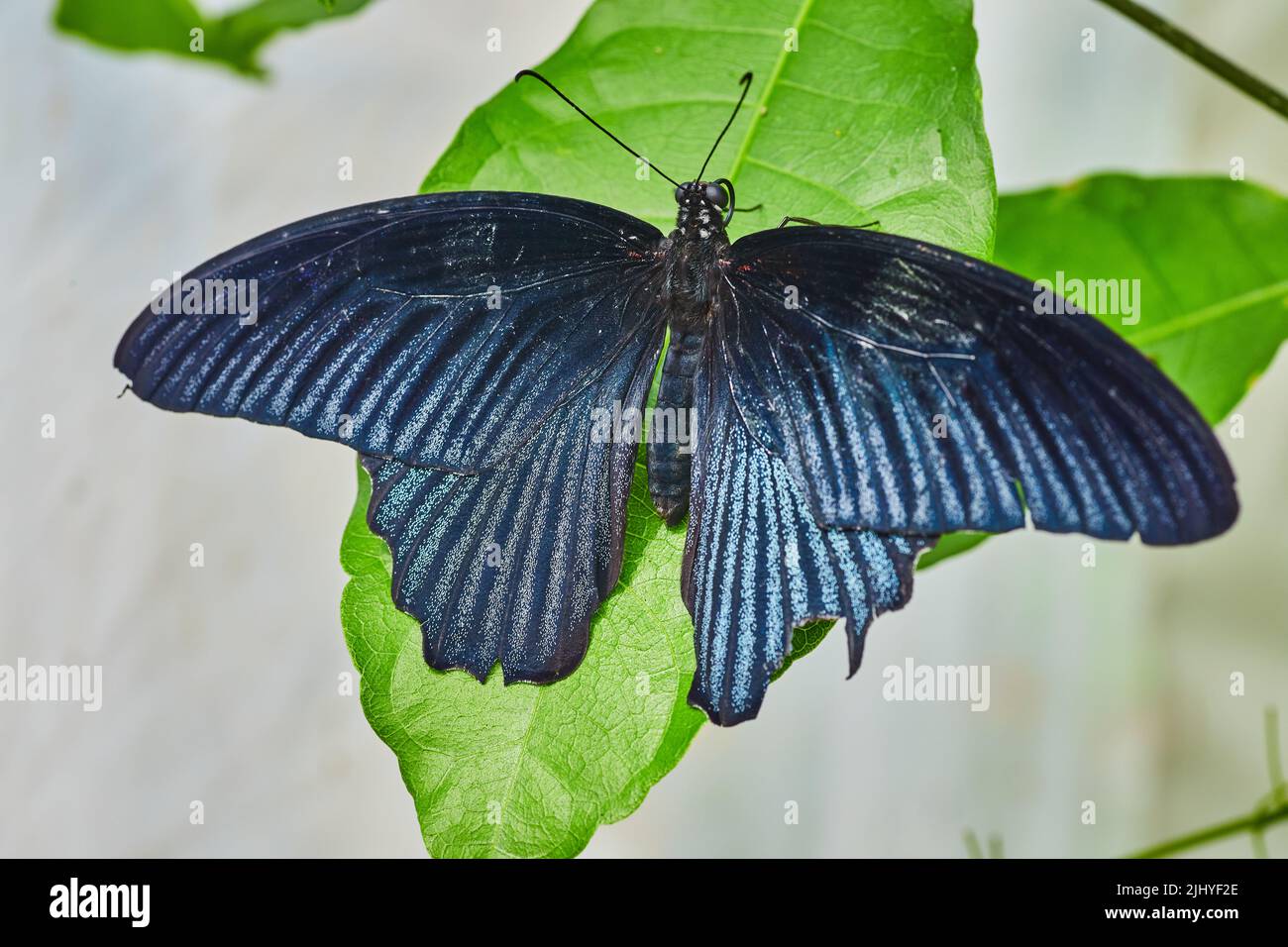 Dark grass blue butterfly hi-res stock photography and images - Alamy
