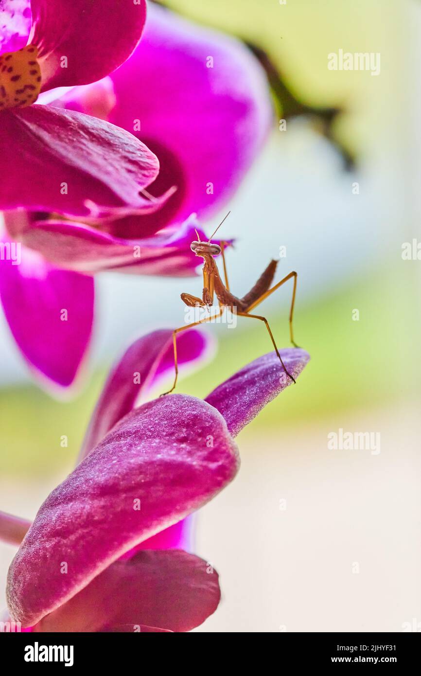 Poses on pink hi-res stock photography and images - Alamy
