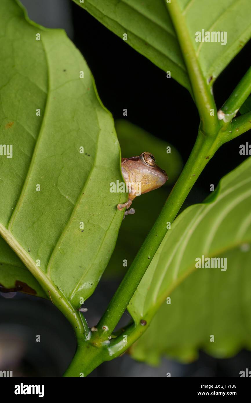 Western ghats endemic species hi-res stock photography and images - Alamy