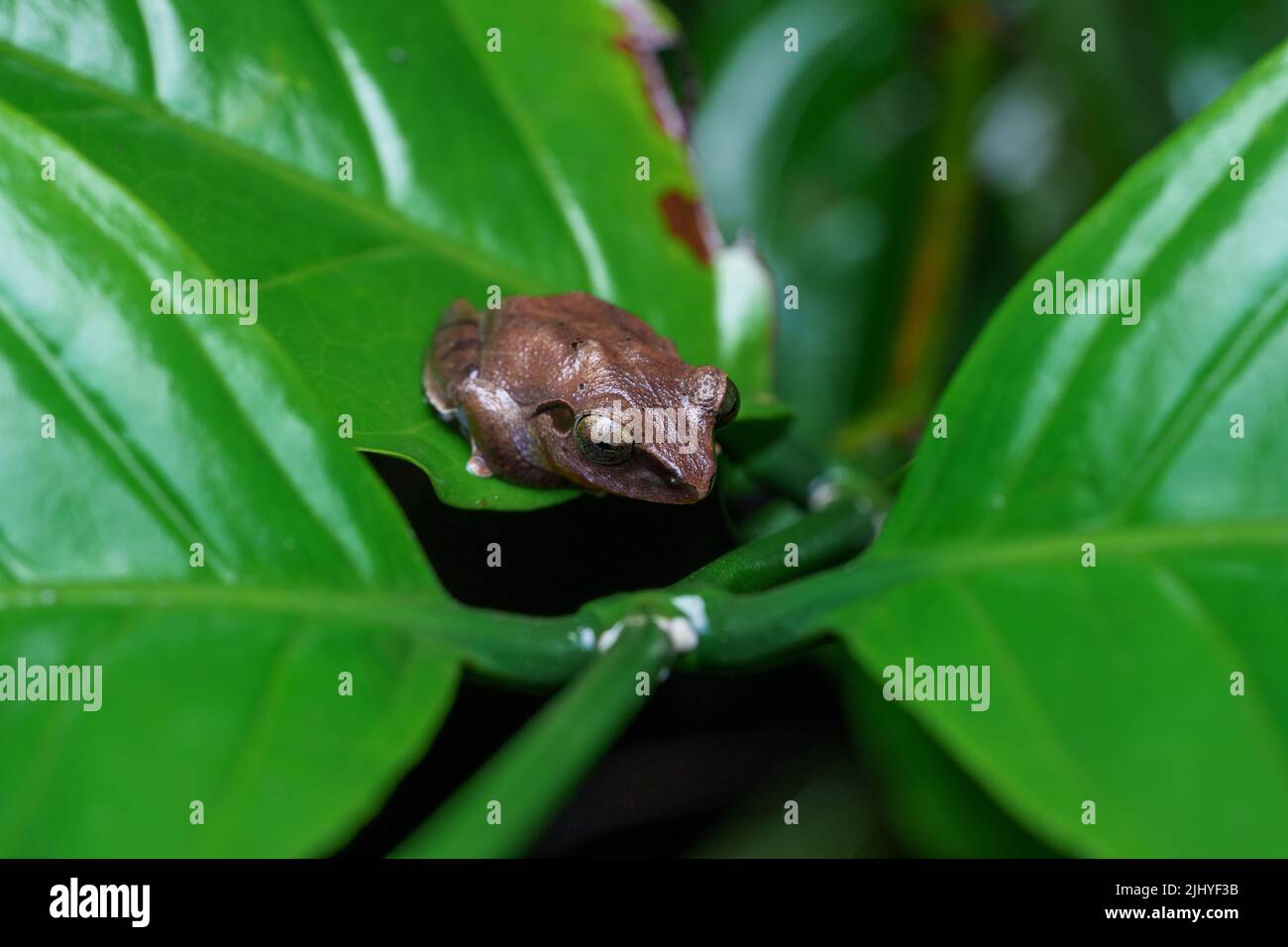 Bush Frog in western Ghats during rainy season Stock Photo - Alamy