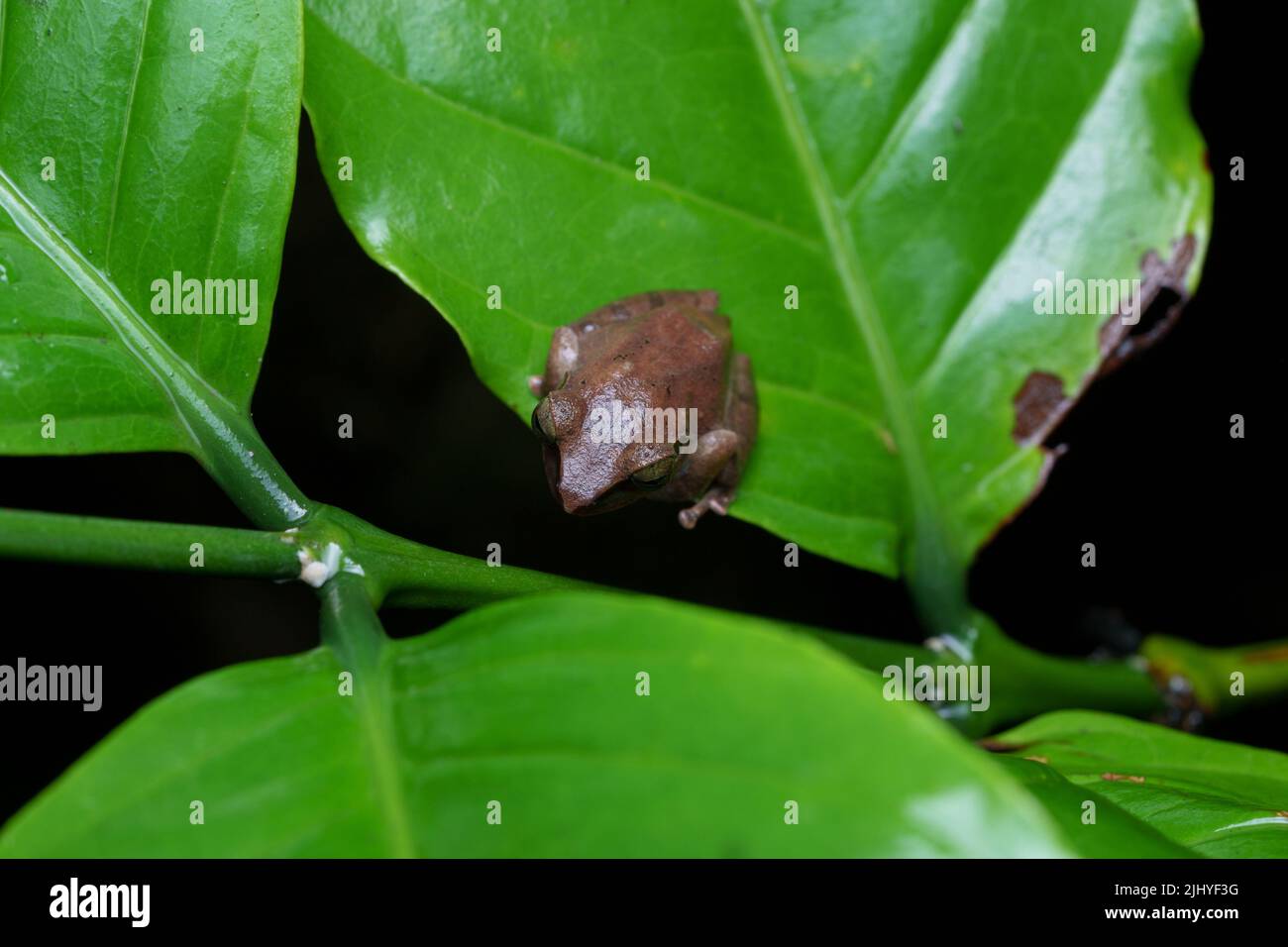 Western ghats endemic species hi-res stock photography and images - Alamy