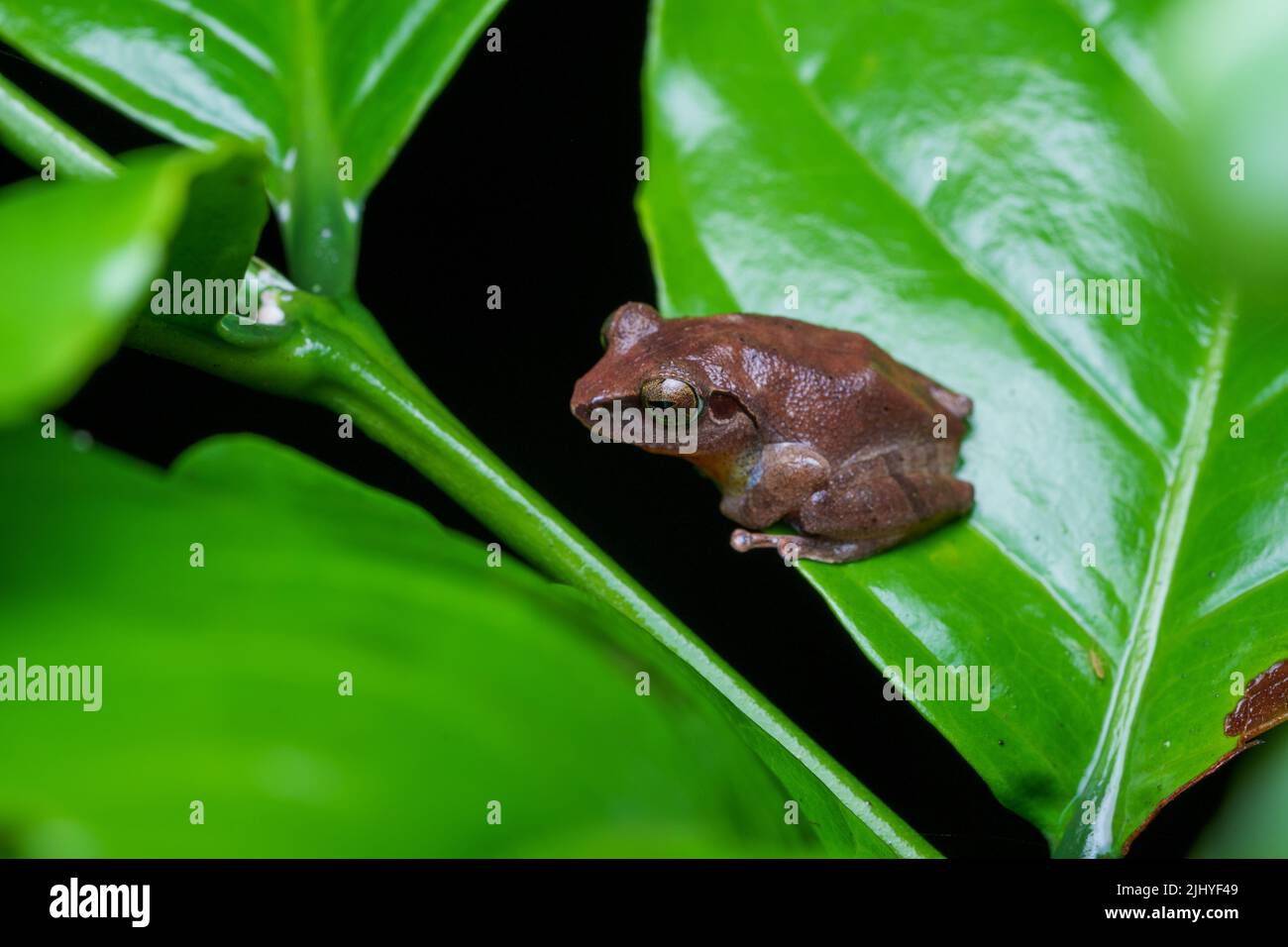 Endemic frogs of western ghats hi-res stock photography and images - Alamy