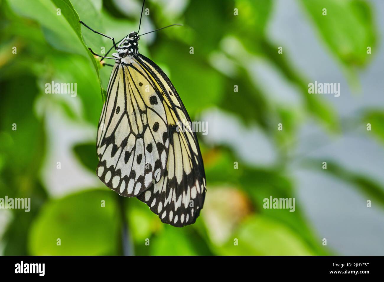 Common Mime Swallowtail Asian butterfly on green leaf Stock Photo - Alamy